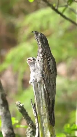 O CANTO LINDO DÓ URUTAL E O SOM MARAVILHOSO DO BACURAL #natureza ...