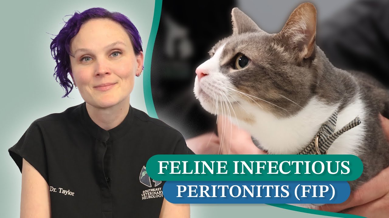 PCR Test for Cats: What It Reveals About Your Feline's Health - Wiki ...
