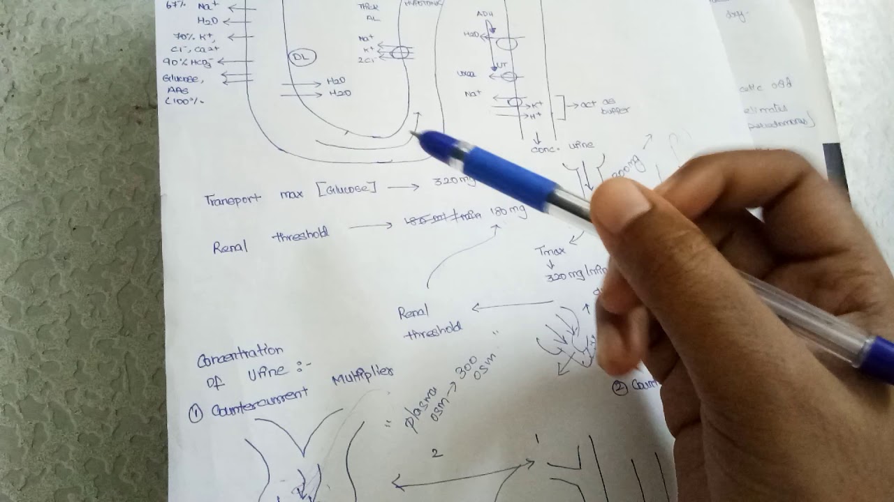 PHYSIOLOGY PART06:TRANSPORT MAXIMUM AND RENAL THRESHOLD OF GLUCOSE⚡ ...