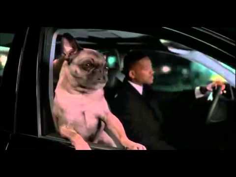 Frank the pug singing MIB II - YouTube