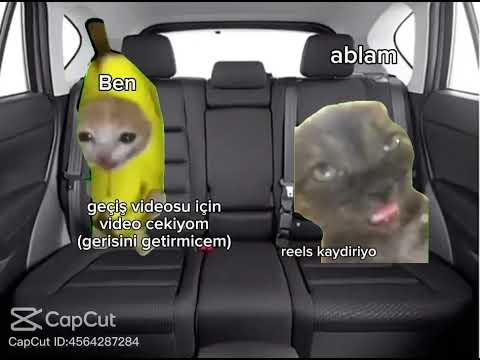 Kedi memes arabada yolculuk