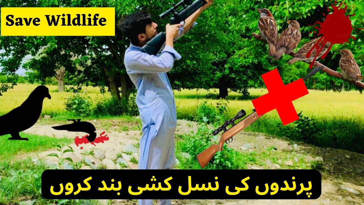 Save Sparrows ~ Birds | Save Earth ~ Animals | Daily Vlog | Save ...