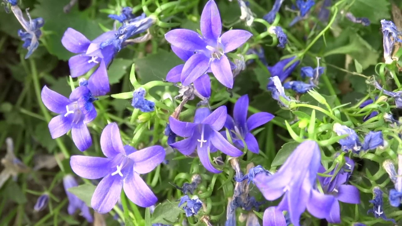 Trailing bellflower,Campanula poscharskyana,balkáni harangvirág - YouTube