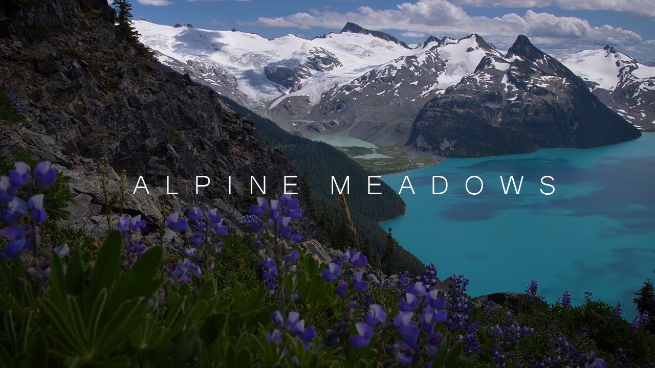 Alpine Meadows - Panasonic Lumix GH5 Cinematic - Alpine 4K - YouTube