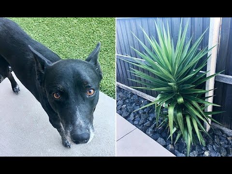 The common household plant that could kill your family pet - Hot Girl