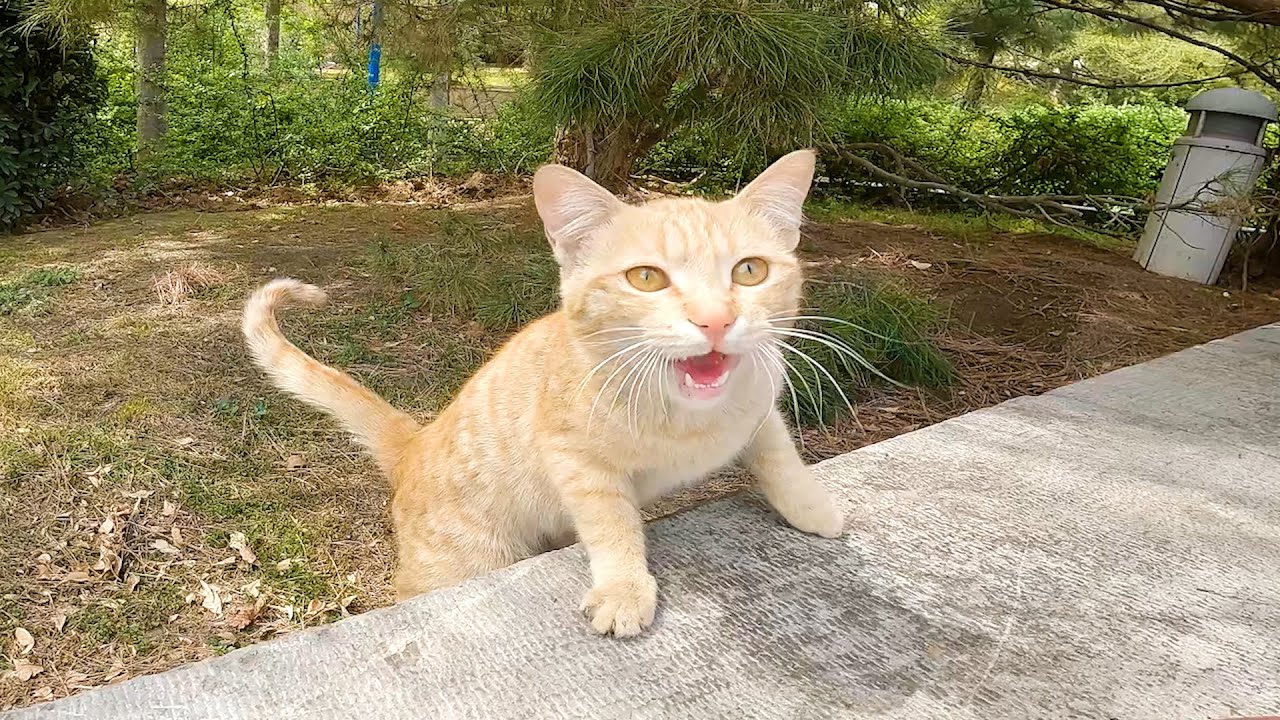 Super cute orange tabby kitten is very playful and hungry - YouTube