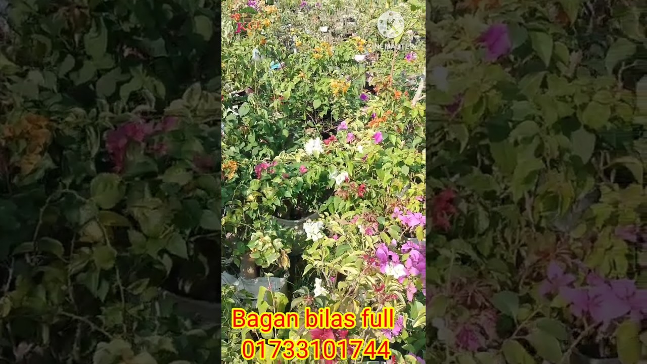 bagan bilas full. #shortvideo #bagan bilas full #ma nursery #viral # ...