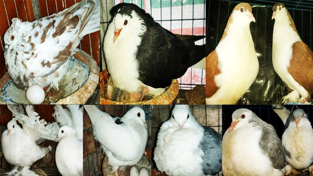 Best Pigeon Farm In Indoor Place | Indoor Pigeon Farming | Biggest ...