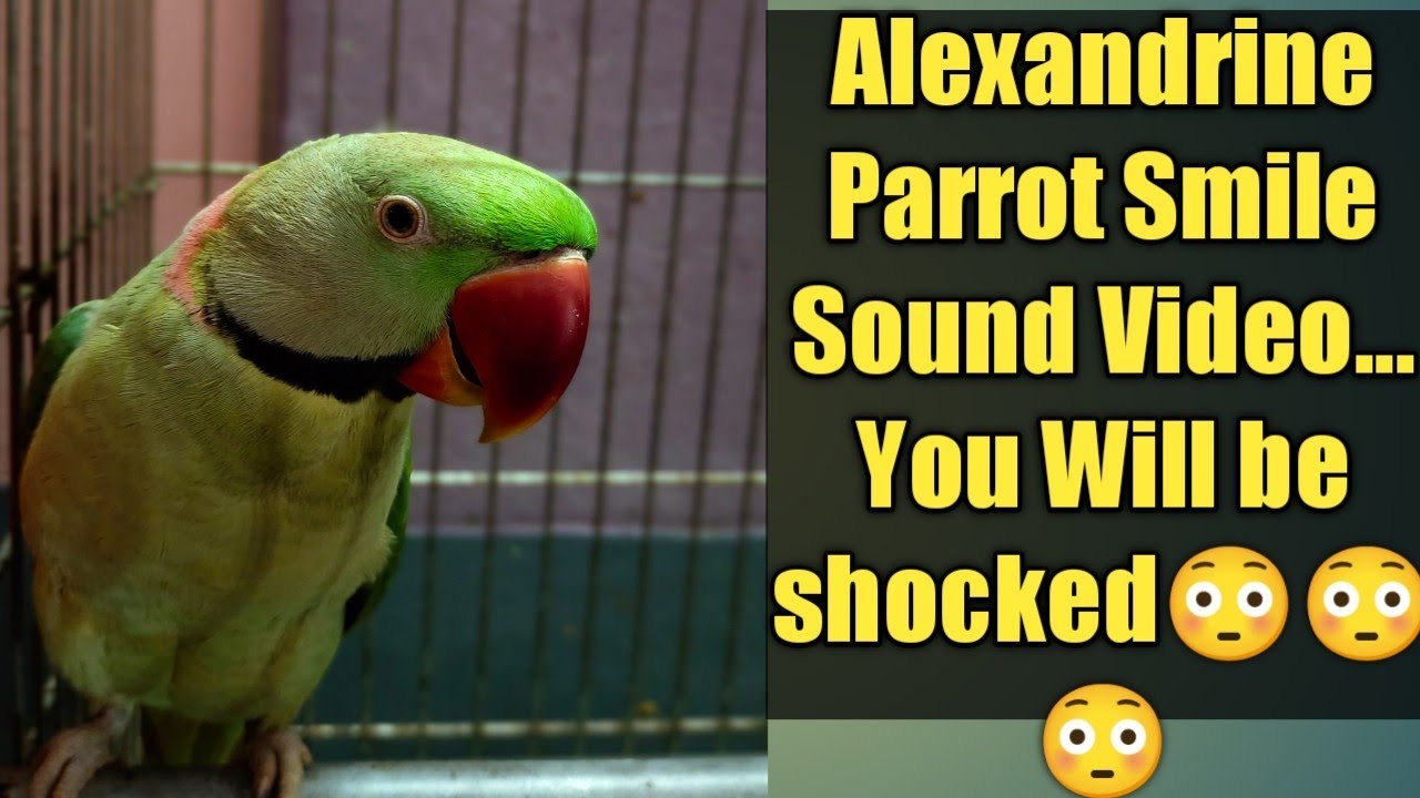 Talking Parrot Smile Sound | You Will be shocked how Alexandrine Parrot ...