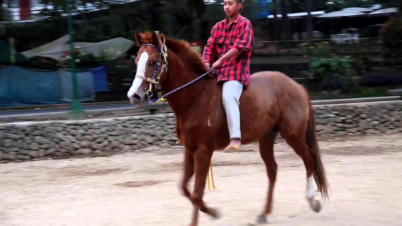 Beyond Perfection a Secretariat bloodline DAYS1to3 - YouTube