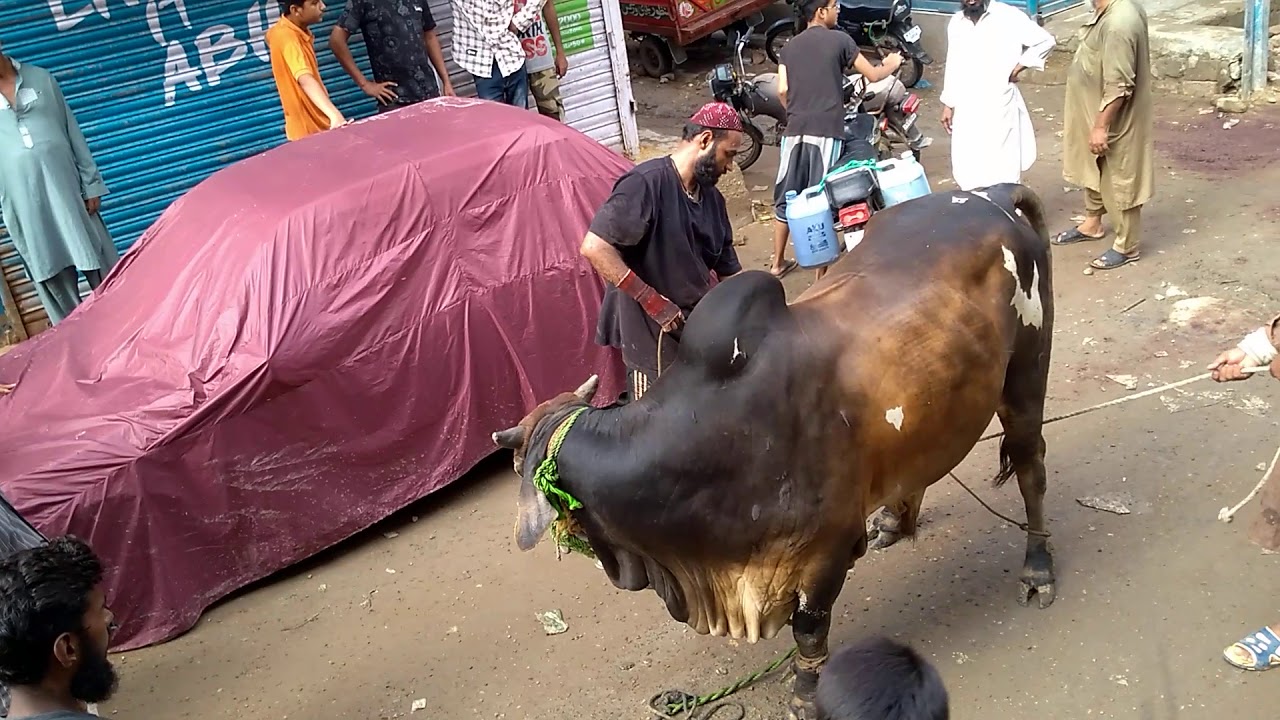 Dangerous Cow Qurbani - YouTube
