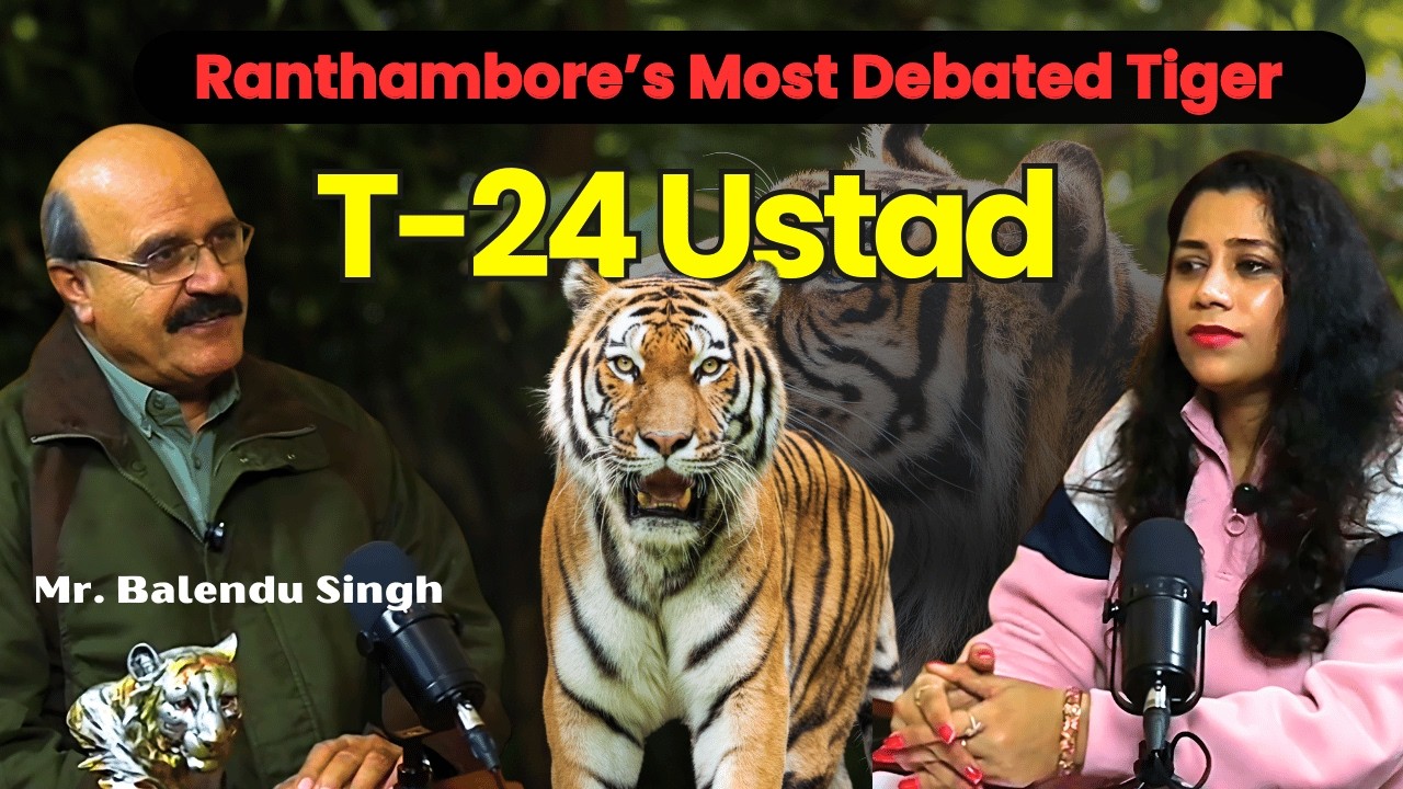 Ranthamore | T-24 Ustad: Fear, Facts & Forest Realities | Mr Balendu ...