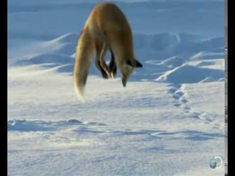 Short Documentary " RED FOX " - YouTube