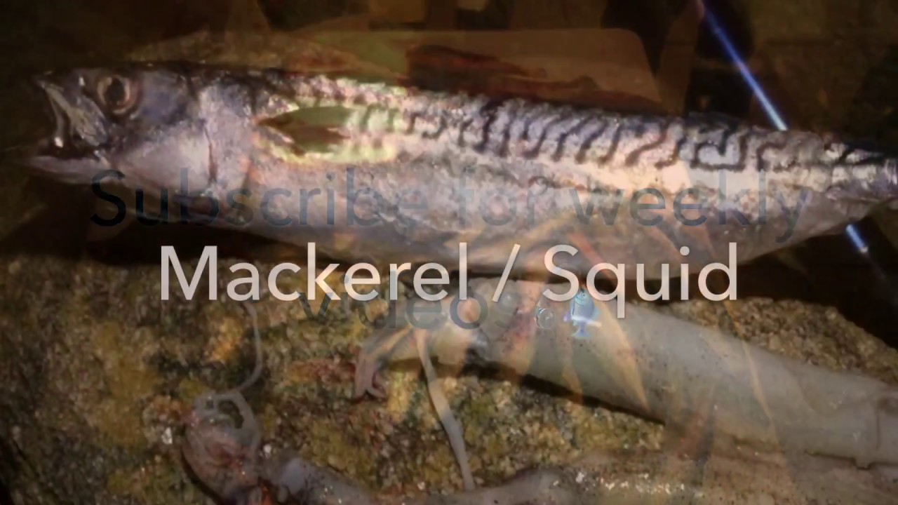 Rig and Bait for Conger Eel !! - YouTube