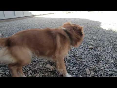 Qafqaz çoban iti (itlərim)