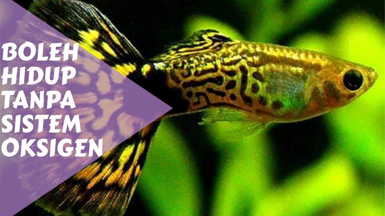 Kenali dan Cara Menjaga Ikan Guppy/Gapi Untuk Newbies #landskap # ...