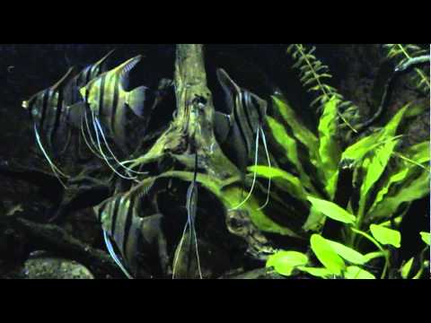 Juvenile Pteropyllum sp. Santa Isabel/ Sao Gabriel redback 'altum ...