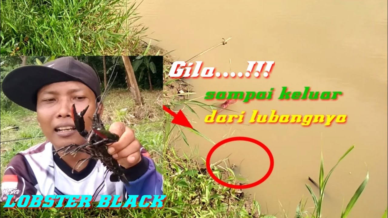 MEMANCING LOBSTER HITAM SAMPAI KELUAR DARI LUBANGNYA - YouTube