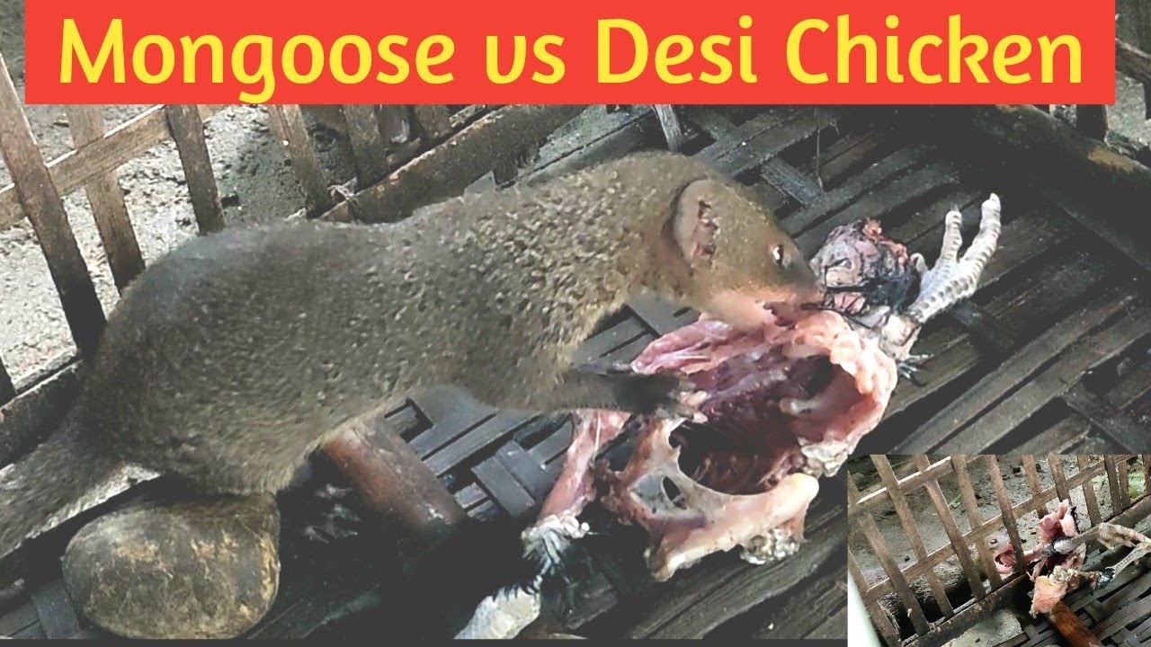 नेवलों ने ये क्या कर दिया ? Mongoose vs Desi chicken || - YouTube