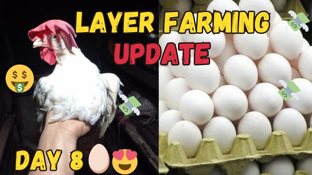 Layer Farming Eggs Production Update Day 8 🥚 ️ 🐣 | Small Scale Layer ...