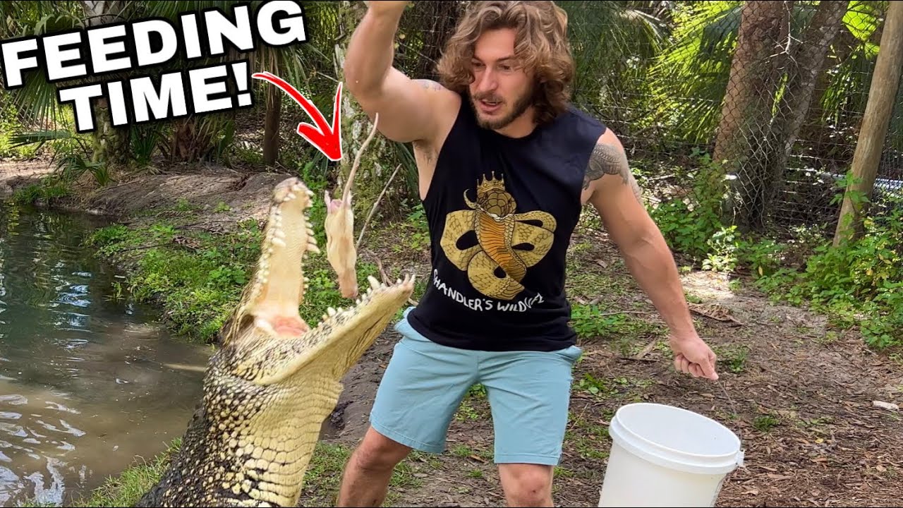 Hungry Crocodiles & Spitting Cobras! - YouTube
