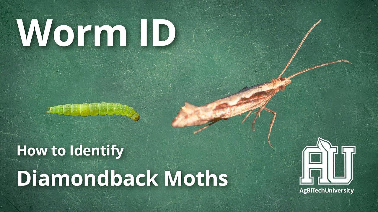 How to Identify a Diamondback Moth – AgBiTech University - YouTube