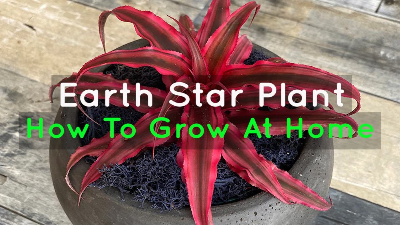 Easy Guide to Growing Earth Star Plants - Tips & tricks - YouTube