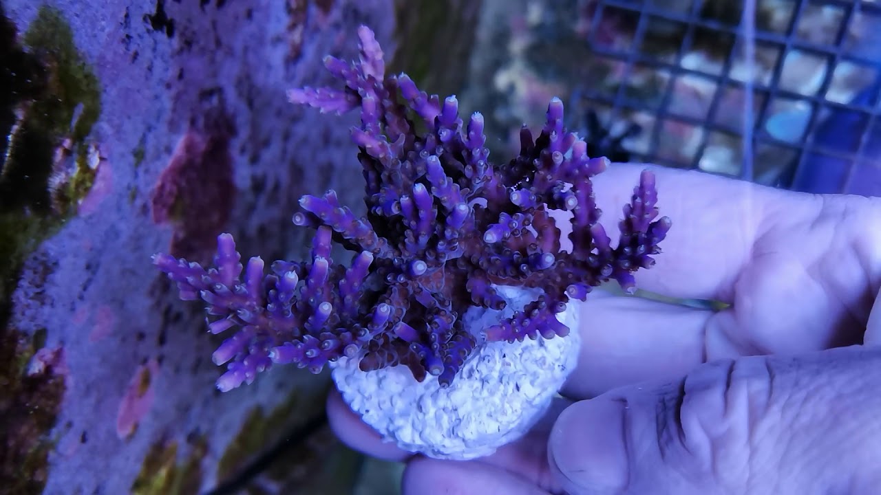 Acropora valida purple - M Coral gandalf - YouTube