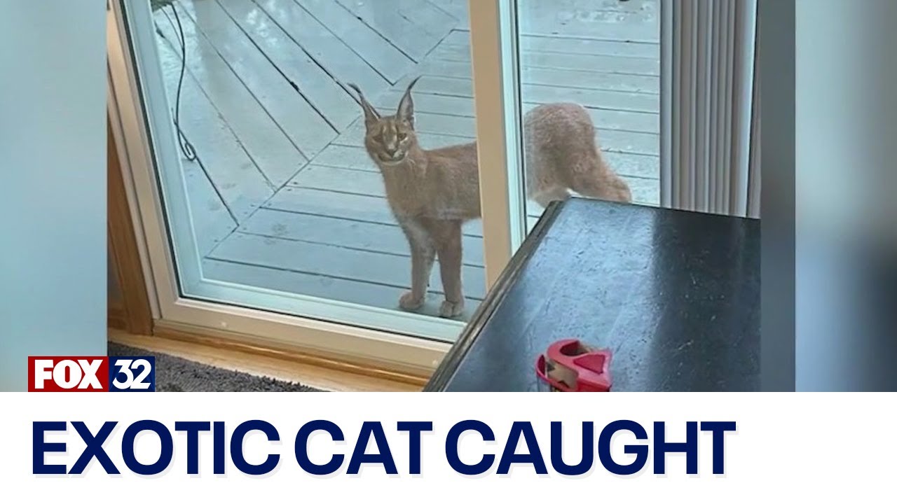 Suburban homeowners where exotic cat was captured describe moment ...