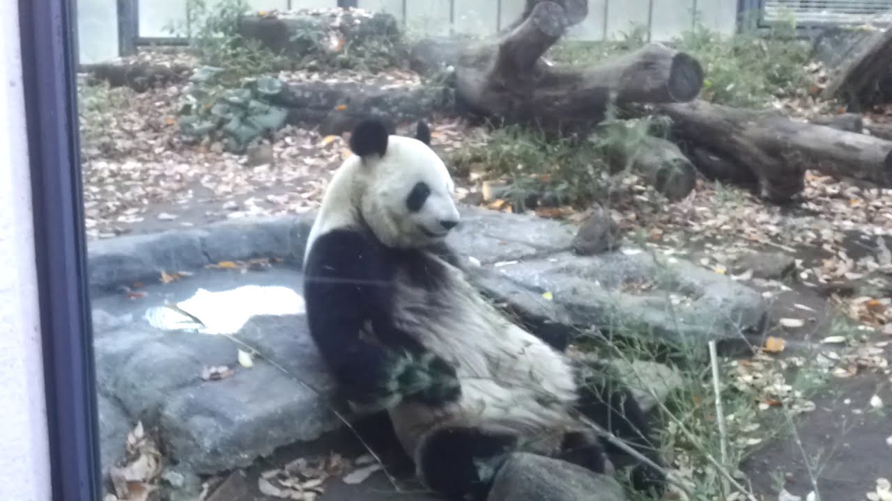 Giant Panda at Ueno Zoo , Tokyo - Japan - YouTube