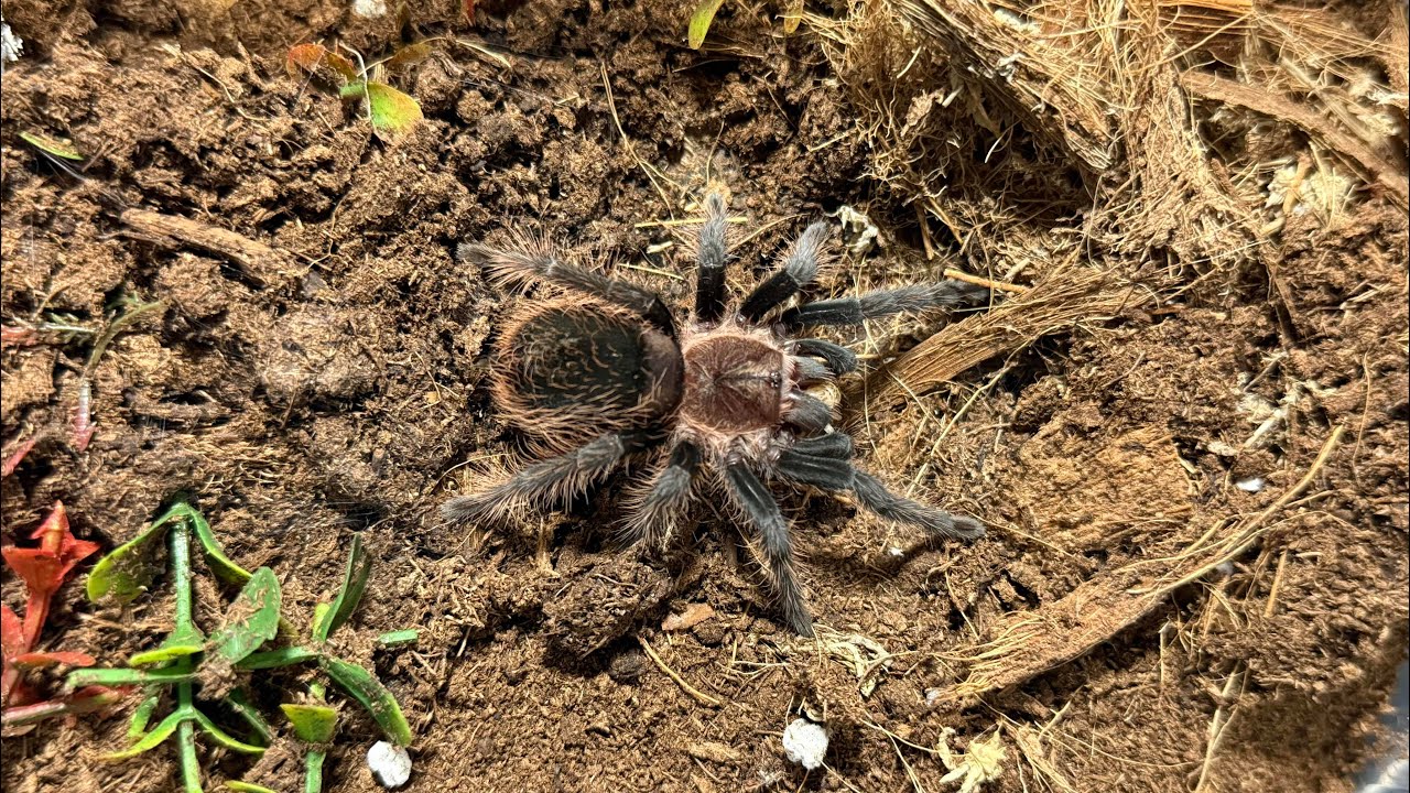 Tliltocatl Verdezi feeding - Mexican Rose Grey Tarantula 🕷️🕸️🦗 - YouTube
