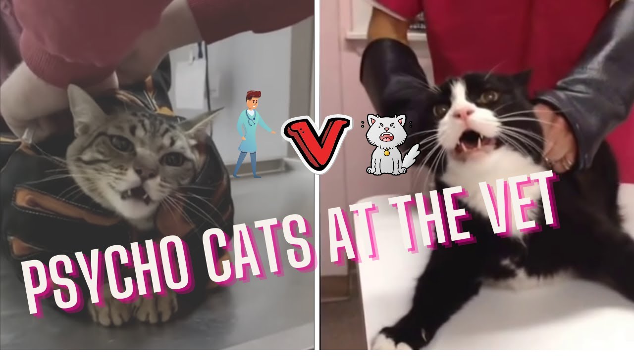 ANGRY CAT AT THE VET ( CAT ATTACKS VETERİNARİAN ) - 2021 - YouTube