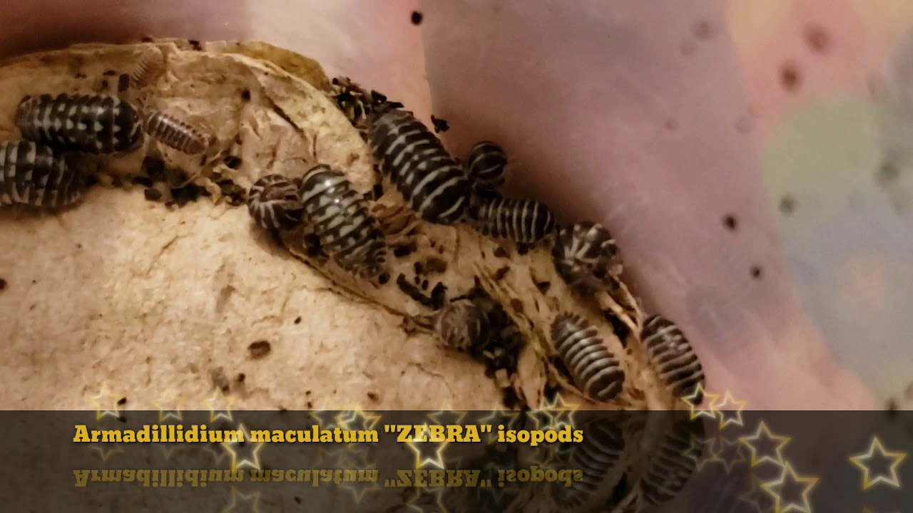 Zebra isopods (Armadillidium maculatum) Isopodos zebra Close up view by ...