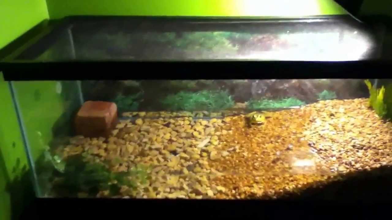 American Bullfrog Enclosure - YouTube