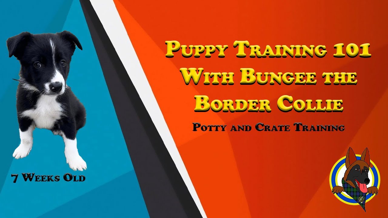 Puppy Training 101 - Episode 1: Potty and Crate Training - YouTube