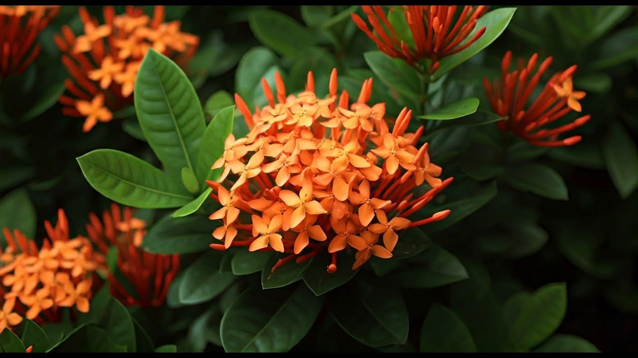 How to Grow and Care for Ixora (The Tropical Flowering Shrub) - YouTube