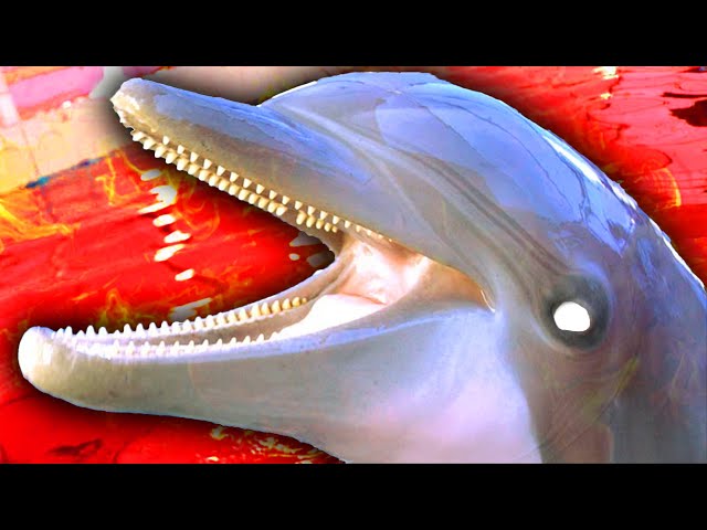 Extinct Dolphins For The First Time, Scientists Have Successfully