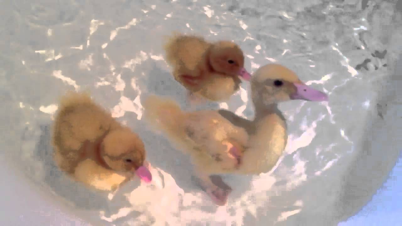Cutest ducklings ever - YouTube