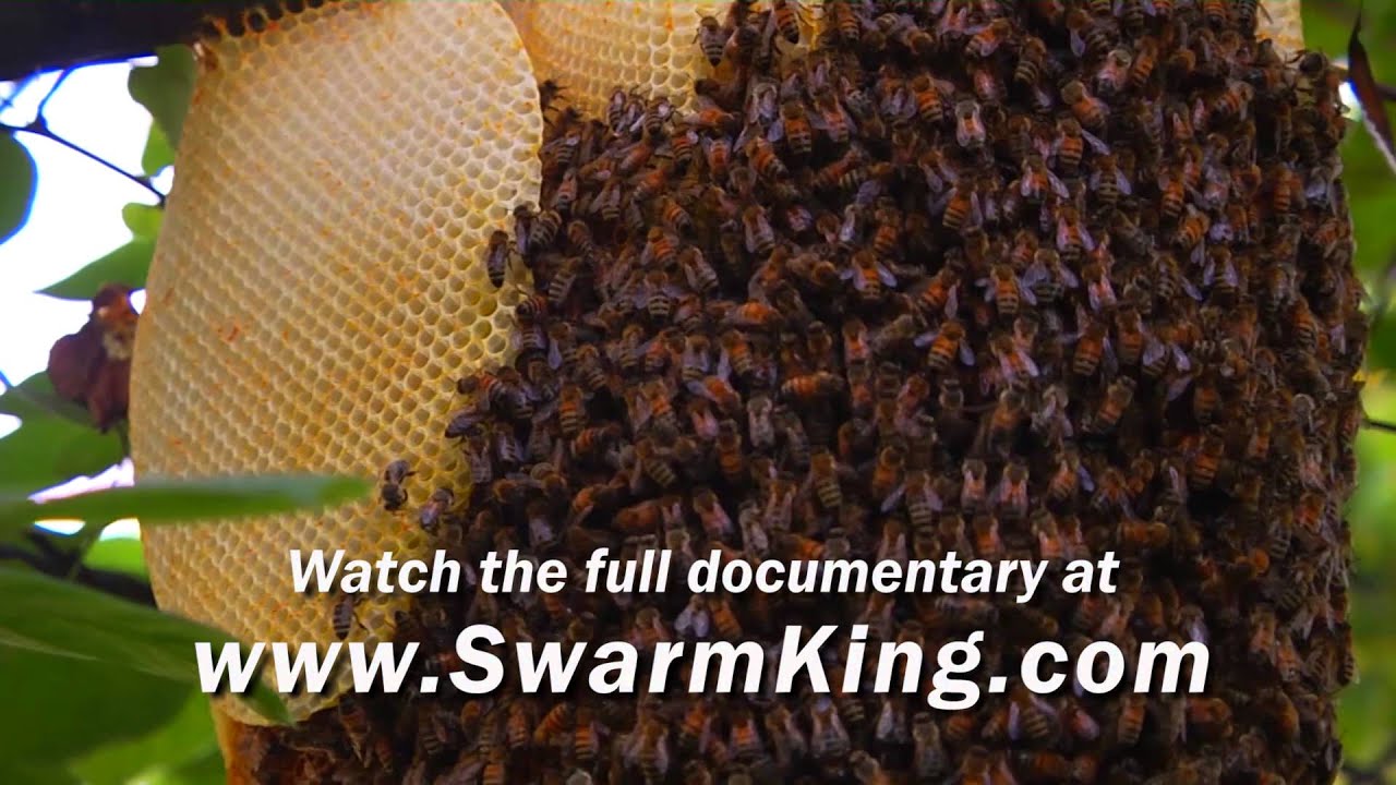 Amazing honey bee Feral colony catch - YouTube
