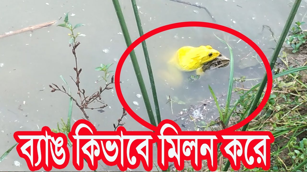 Frog Sounds /Rare Yellow Frog / Wonderful Bangladeshi Bullfrog Video ...