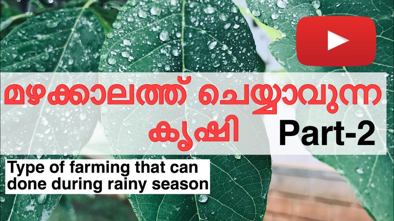 മഴക്കാലത്ത് ചെയ്യാവുന്ന കൃഷി part-2| Type of farming in rainy season ...