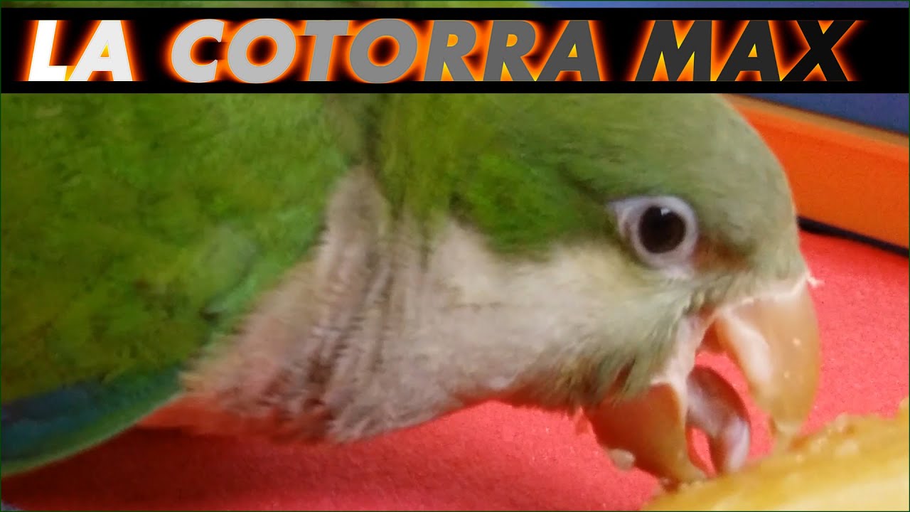 Cotorra argentina. Max come patata hervida (I like potatoes & tb-303) 🙂 ...
