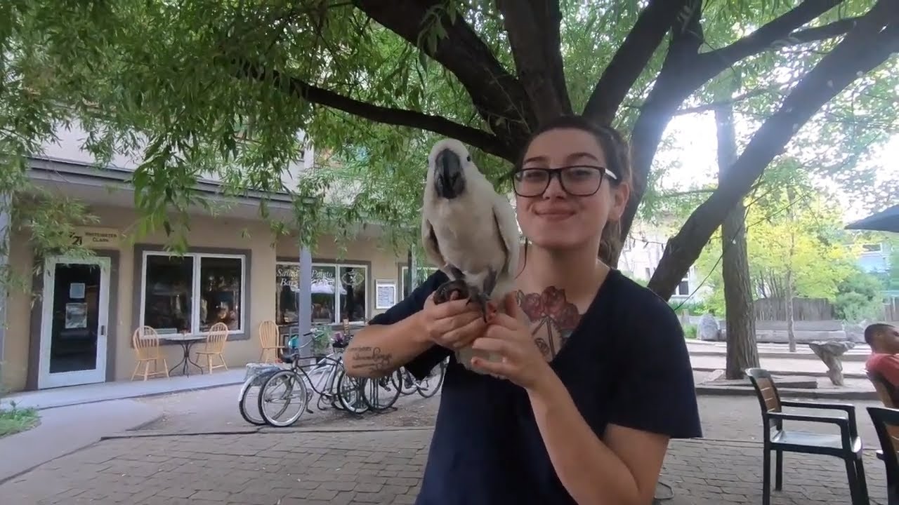 Chief The Cockatoo With Paparazzi Youtube