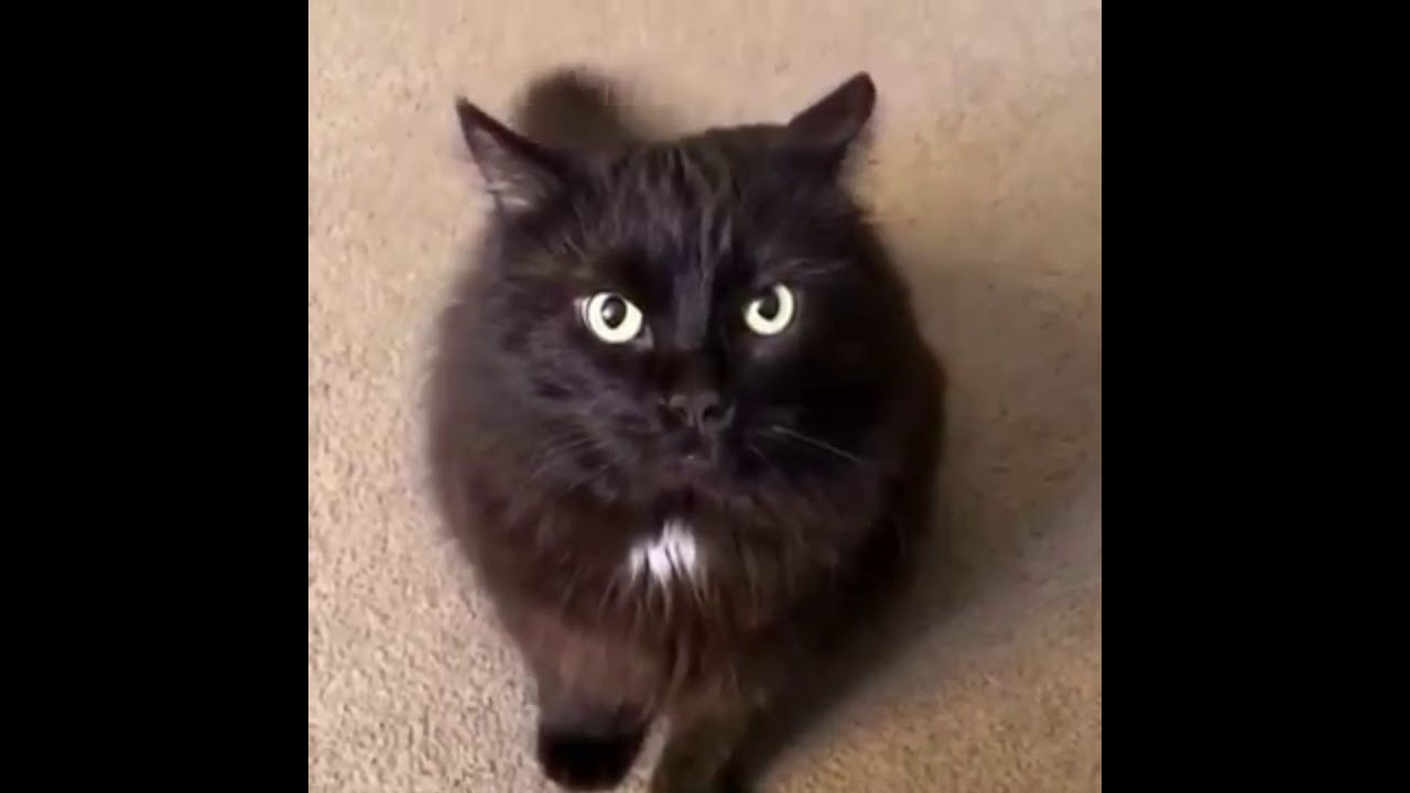 Maxwell cat attacks, finally awake meme - YouTube