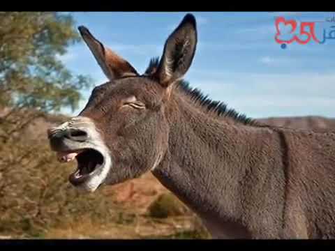 Dameerka aale boore markay amina dabraydo markuu odowaa horjoogo dhuusadiisu waa bug bug bug