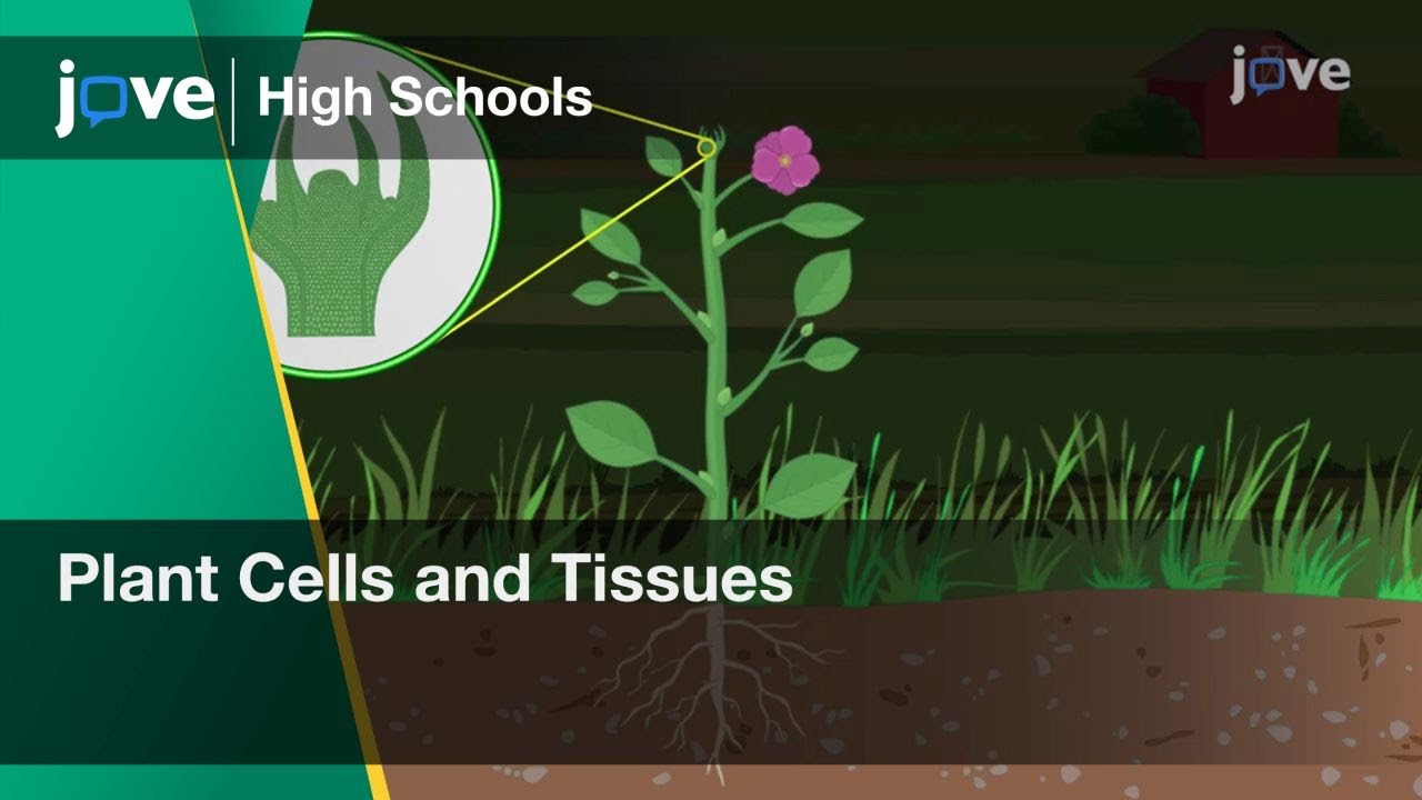 Plant Cells and Tissues | Bio | Video Textbooks - Preview - YouTube