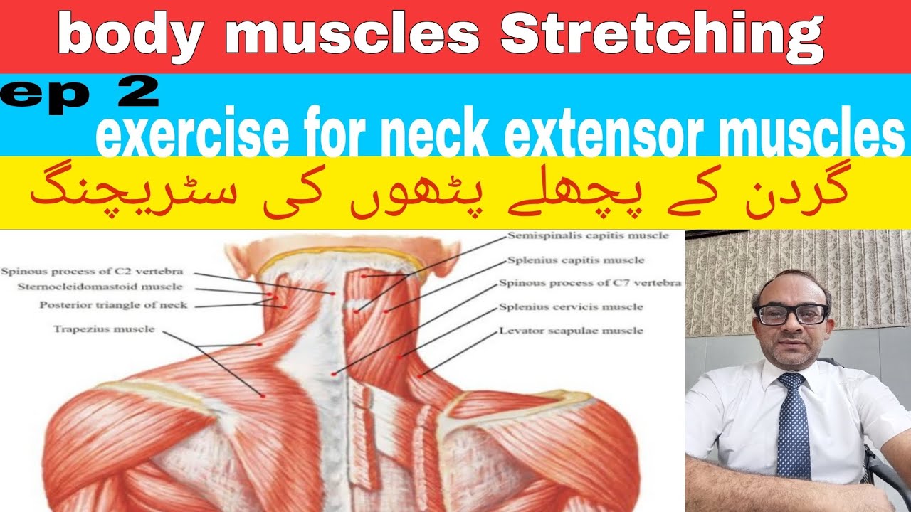 exercise for neck extensor muscles | body muscles Stretching Series ...