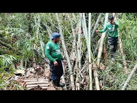 Three Decades Bamboo tree collapse during Typhoon Carina 😱 - YouTube