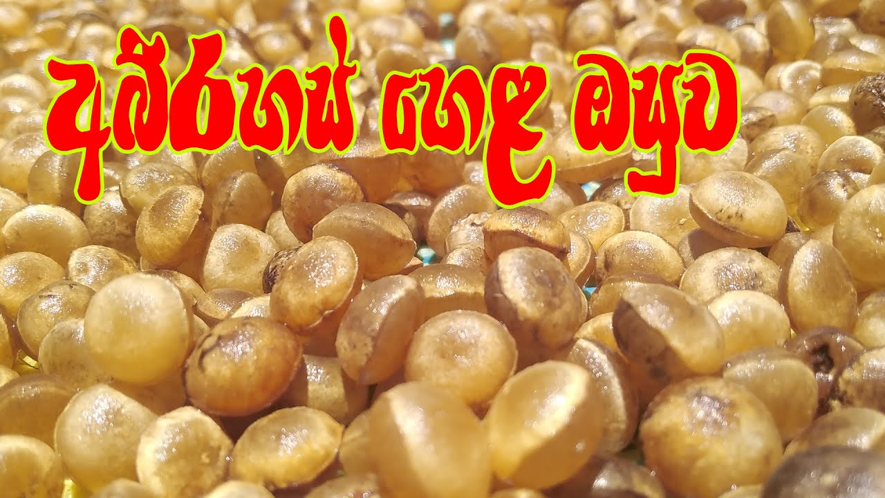 මුතු මෙන් ඉගිනි INGINEE SEEDS - YouTube