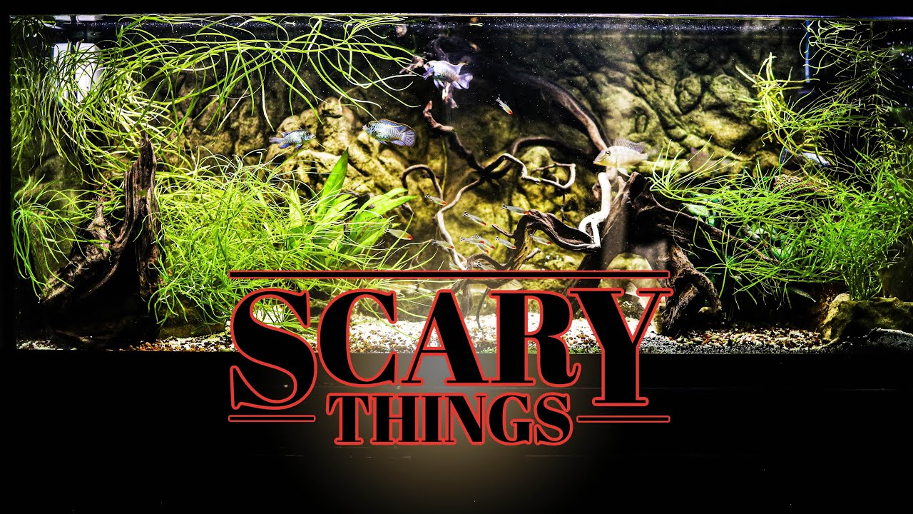 5 "SCARY" Things That Can Happen To YOUR Aquarium…And How To Fix Them ...